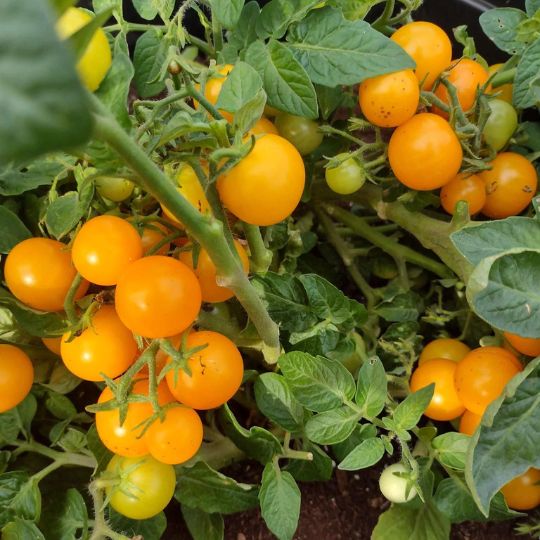 Venus micro-dwarf tomato (Solanum lycopersicum) | Terre promise